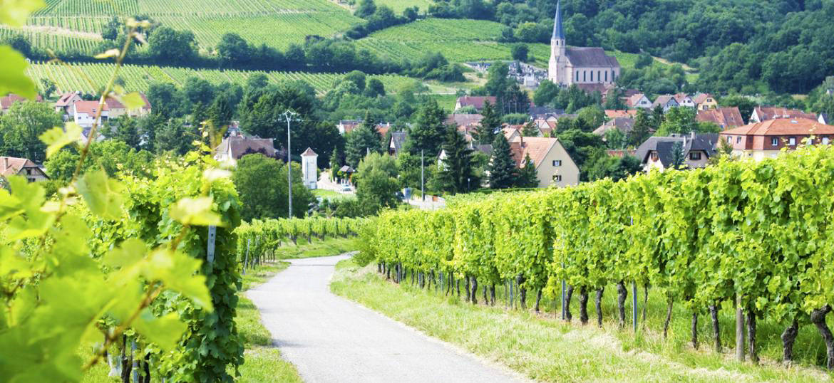 La Route des Vins